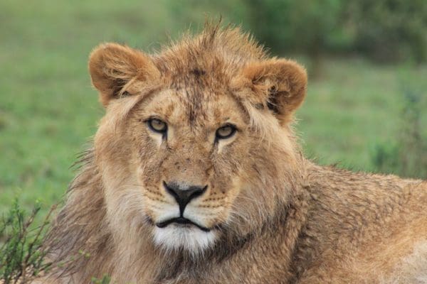 From Captivity To Freedom - Flying 7 Lions on Qatar Airways B777